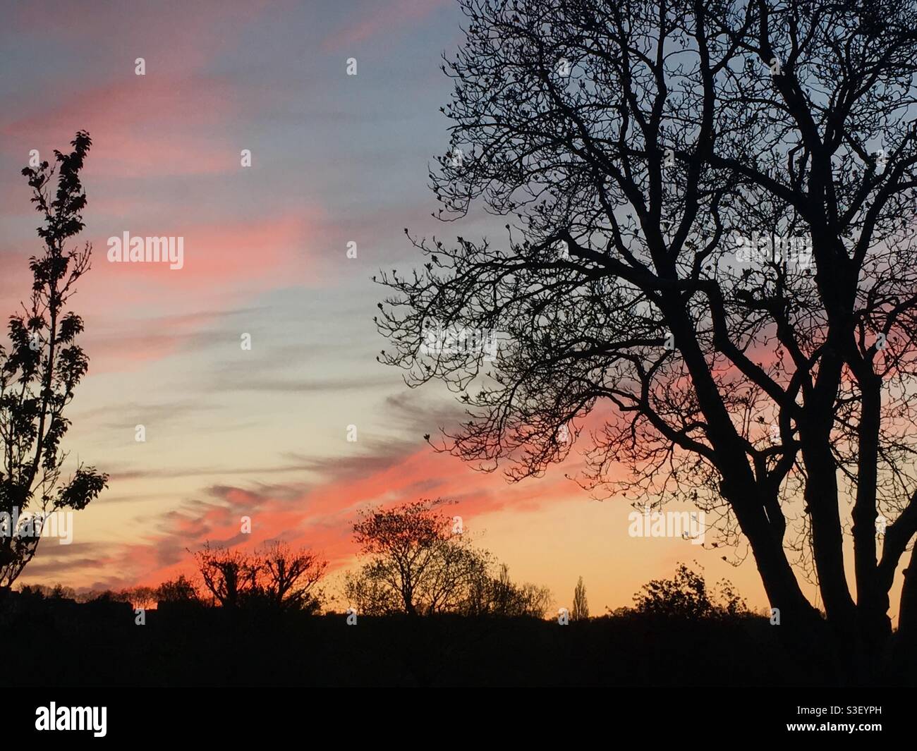 Pink Sunset behind silhouette of trees Stock Photo - Alamy