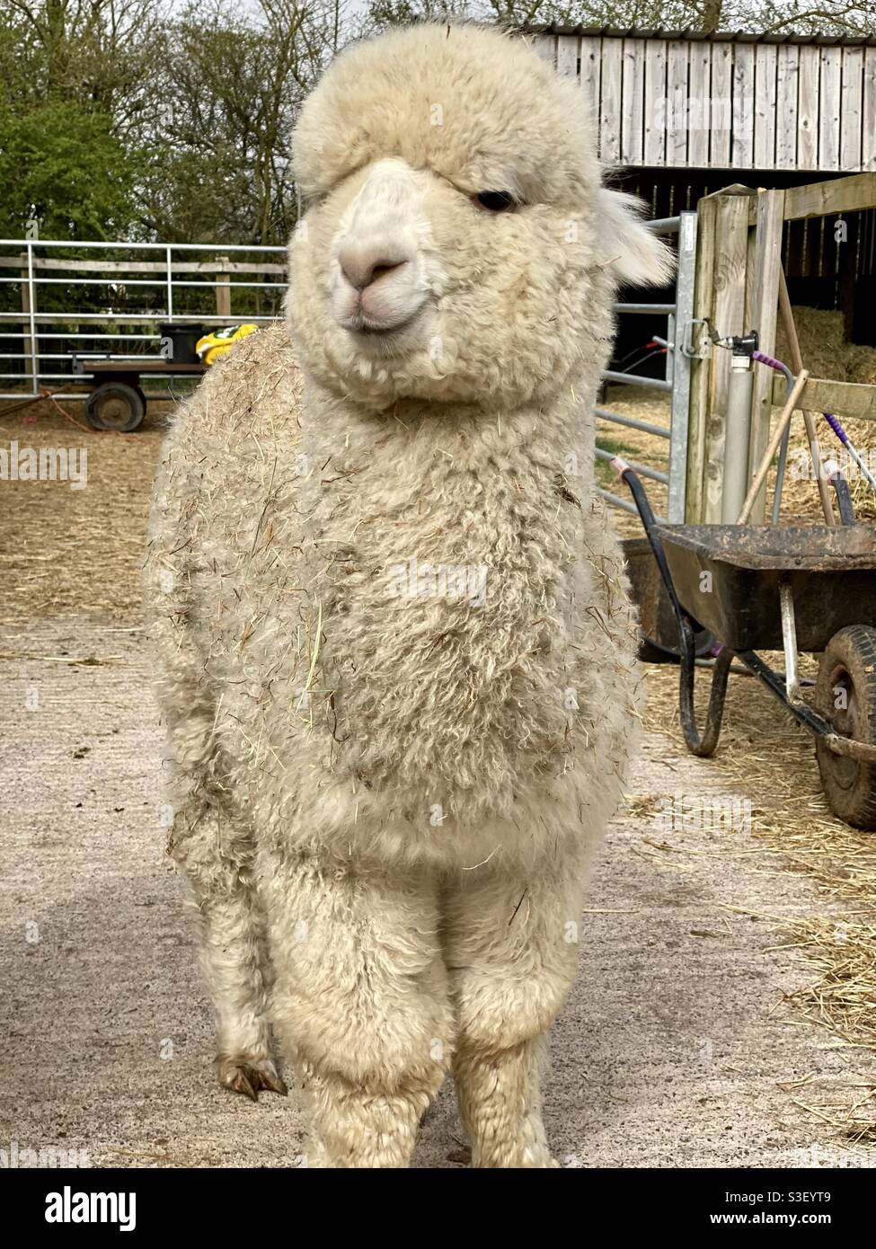Lane house alpacas Stock Photo - Alamy