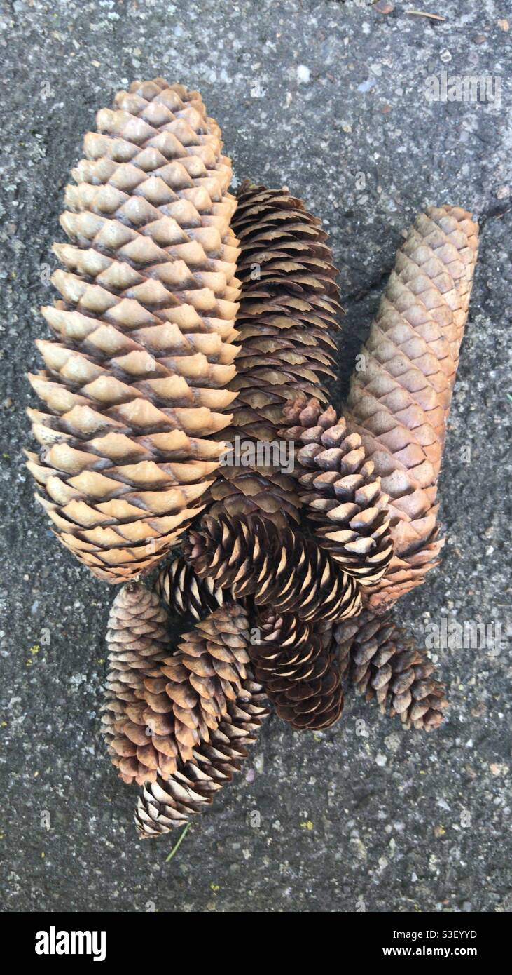 Piña pino hi-res stock photography and images - Alamy