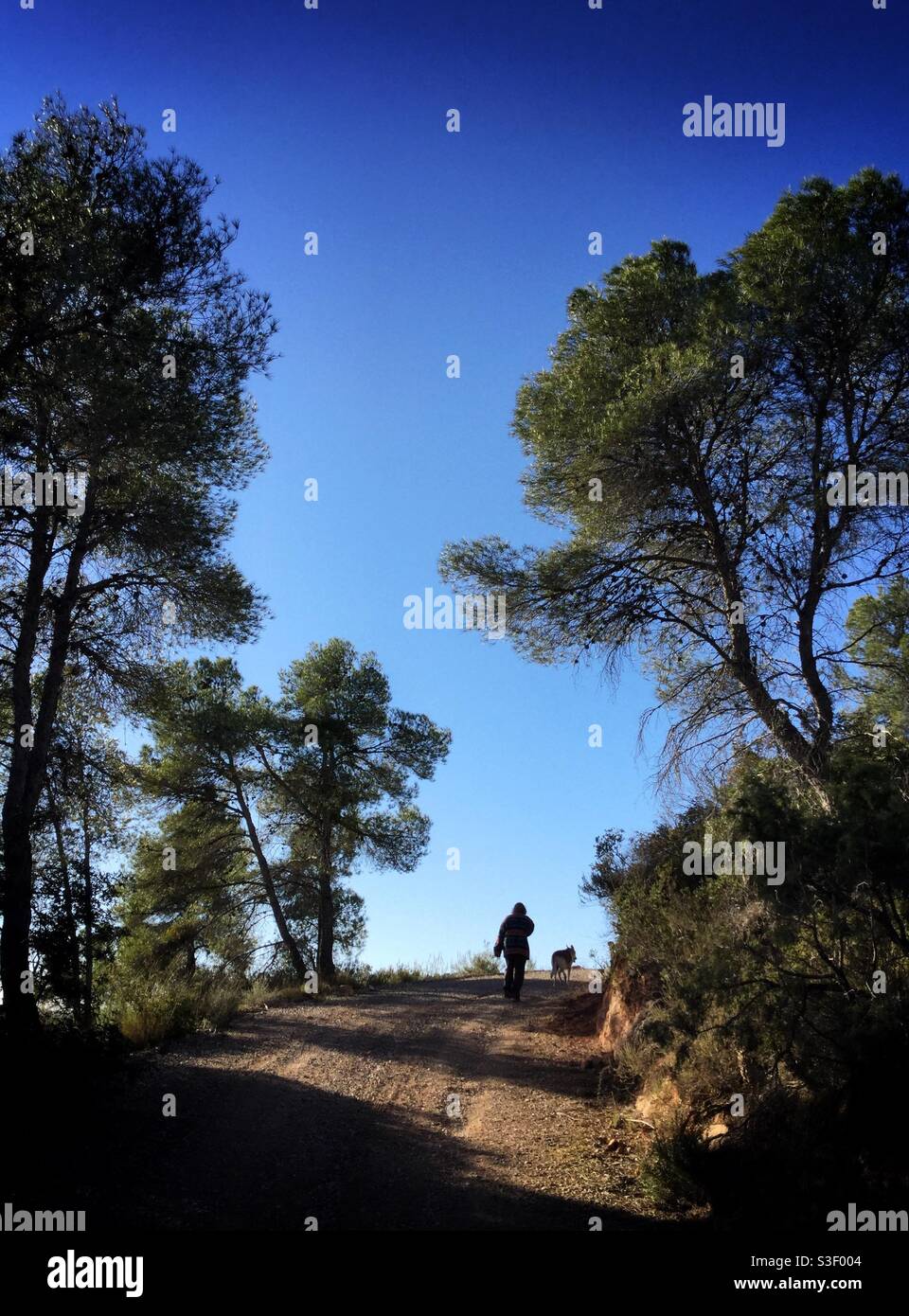 Woodland walk, Catalonia, Spain Stock Photo - Alamy