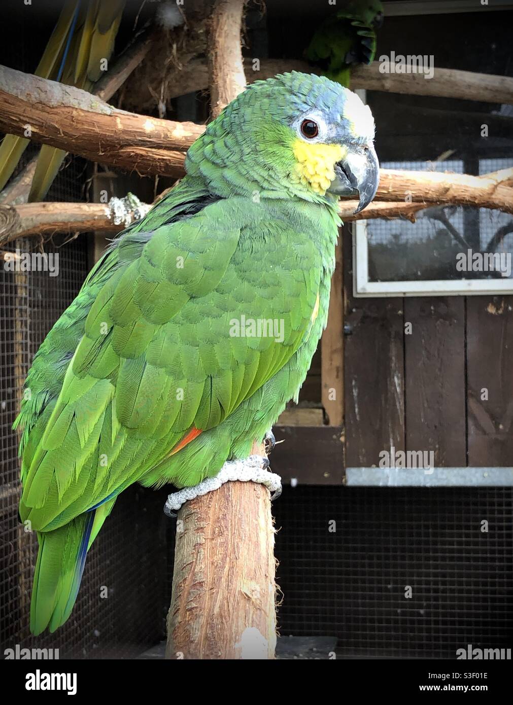 Captive Yellow-naped Amazon parrot Stock Photo - Alamy