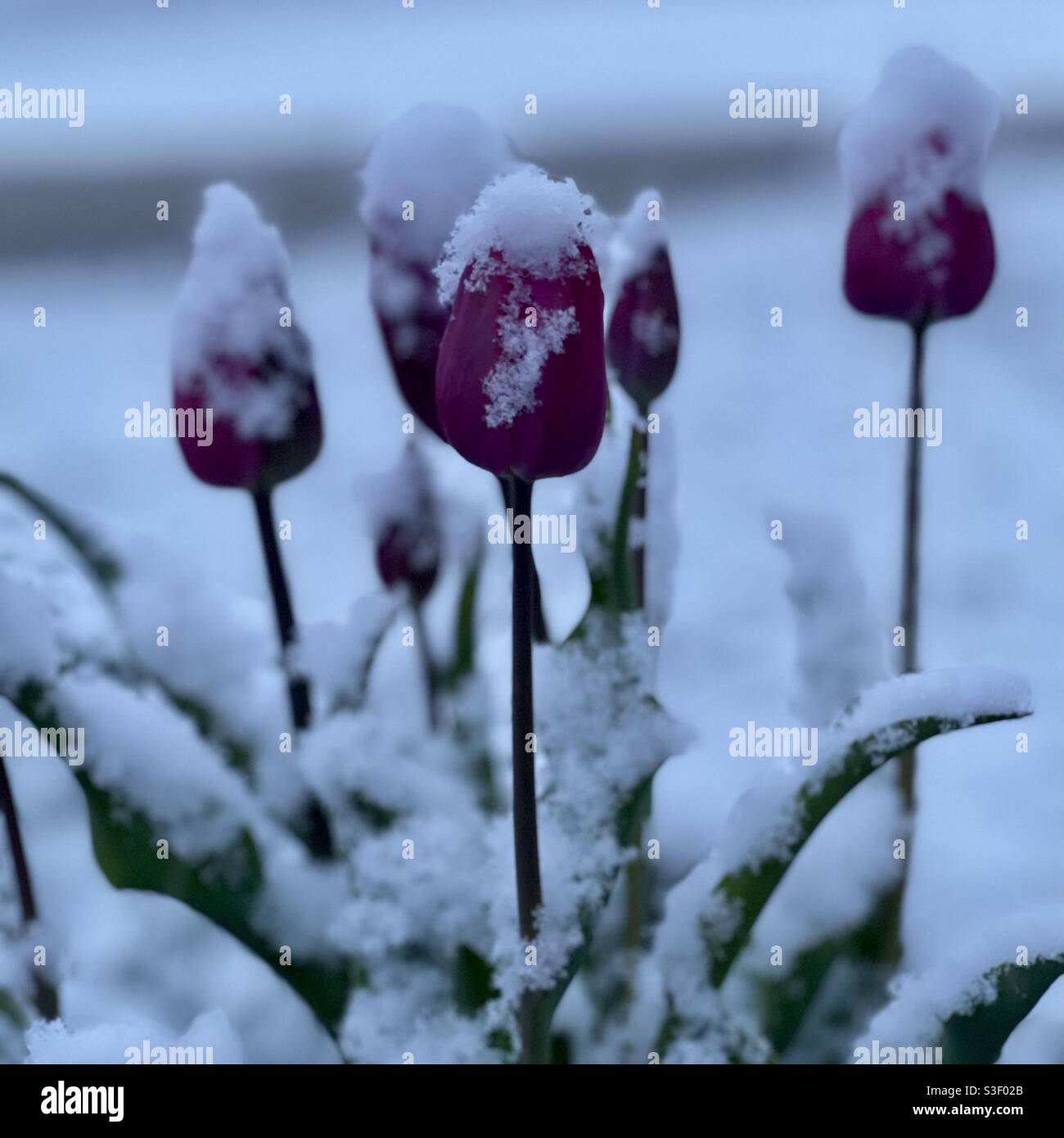 Snow tulips hi-res stock photography and images - Alamy