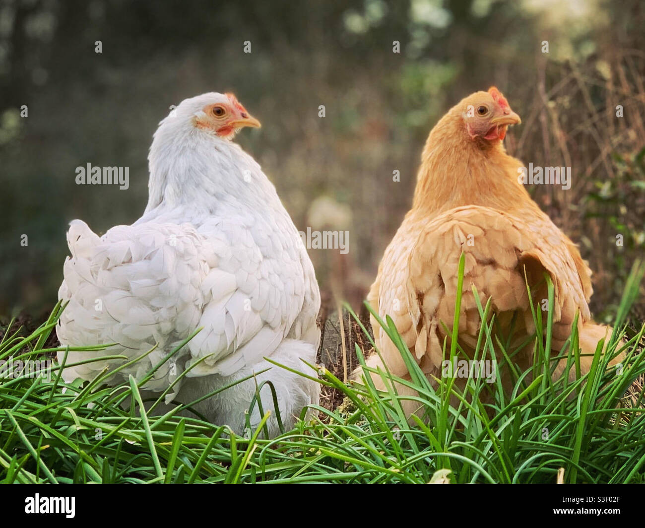 Sitting chickens hi-res stock photography and images - Alamy