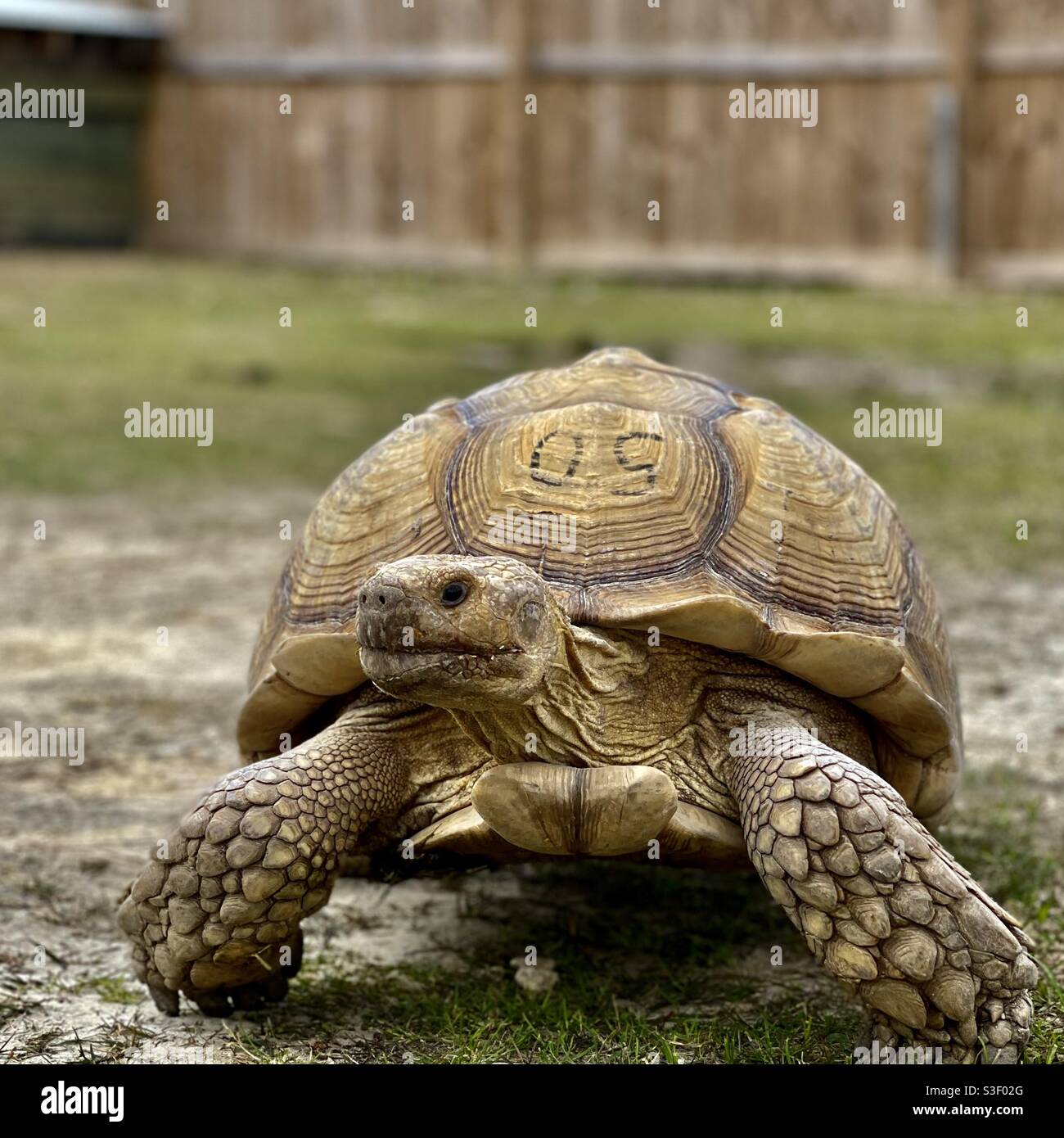 Gator country hi-res stock photography and images - Alamy