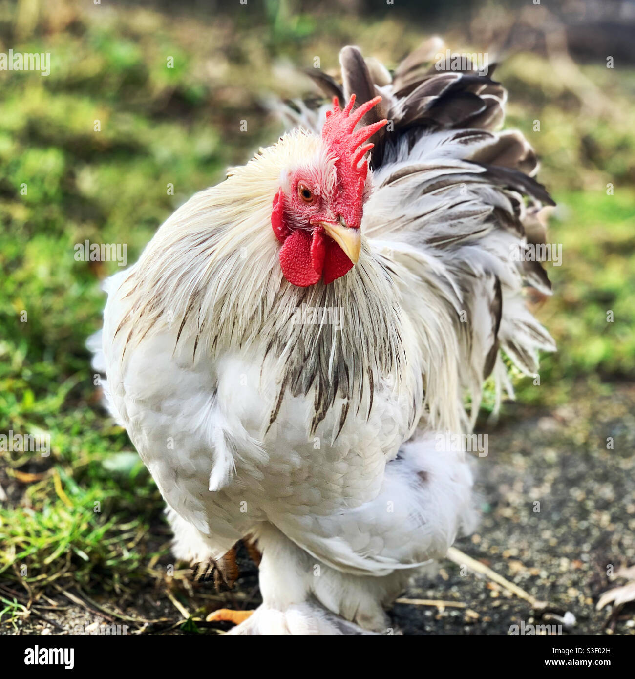 Bantam rooster hi-res stock photography and images - Alamy
