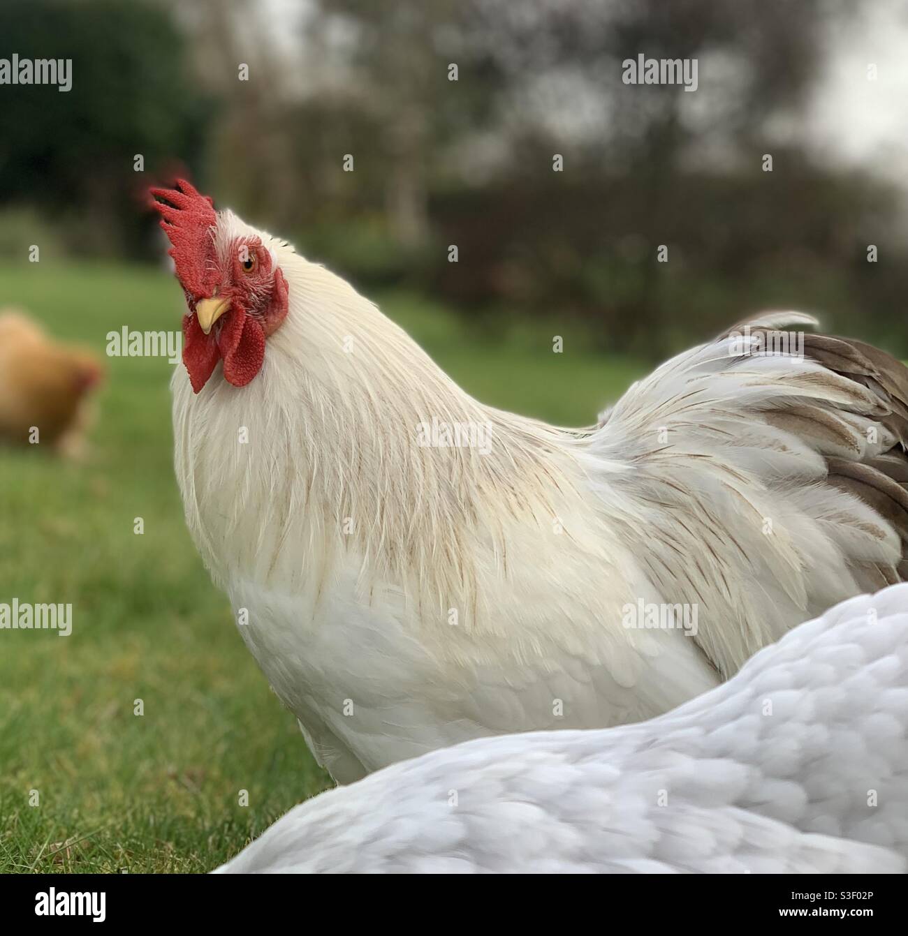 Pekin bantam hi-res stock photography and images - Alamy