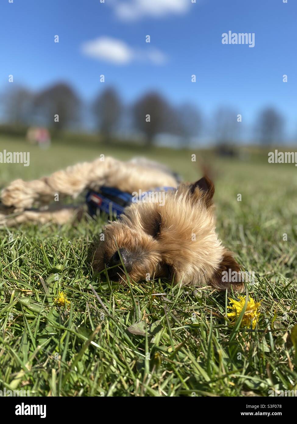 Sleep in the sun Stock Photo - Alamy