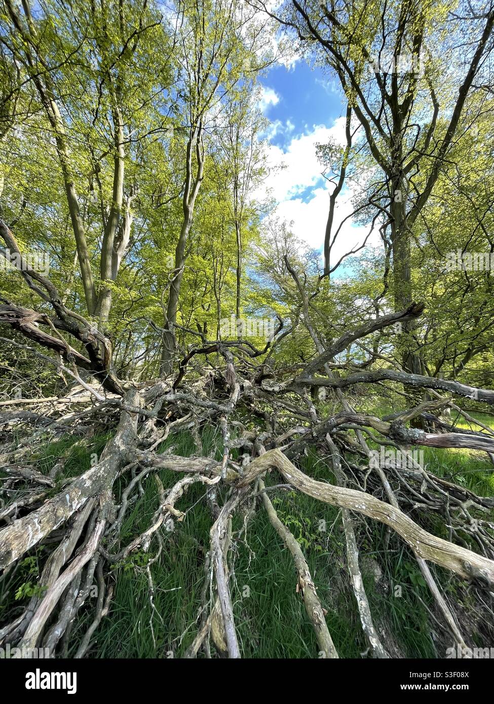 Twisted branches of fallen dead tree against backdrop of forest Stock ...