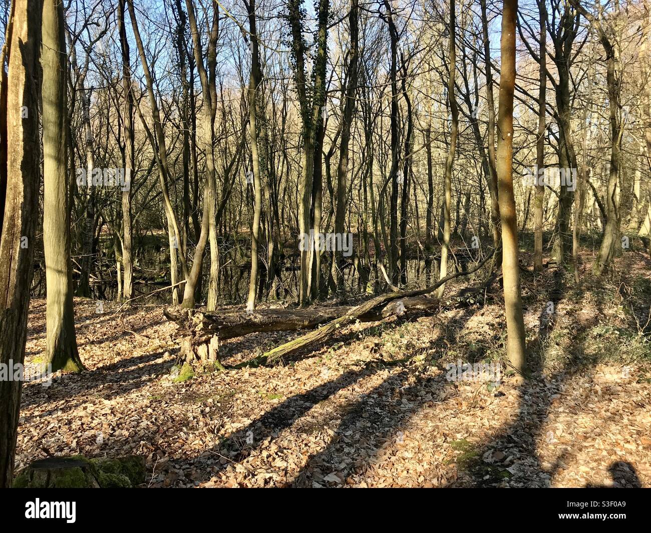 Dukes wood hi-res stock photography and images - Alamy