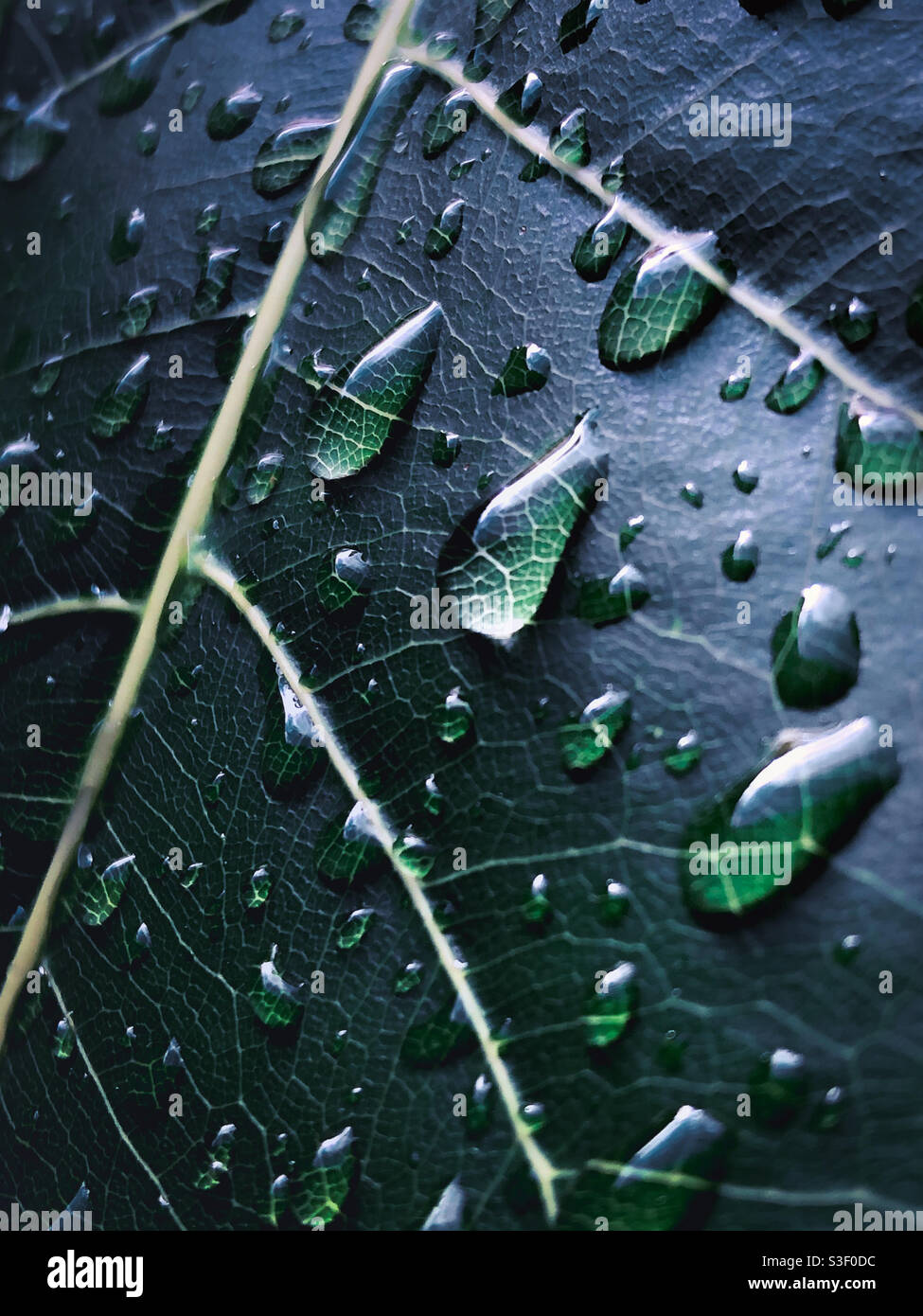 Wallpaper With Leaves After Rain High Resolution Stock Photography and ...
