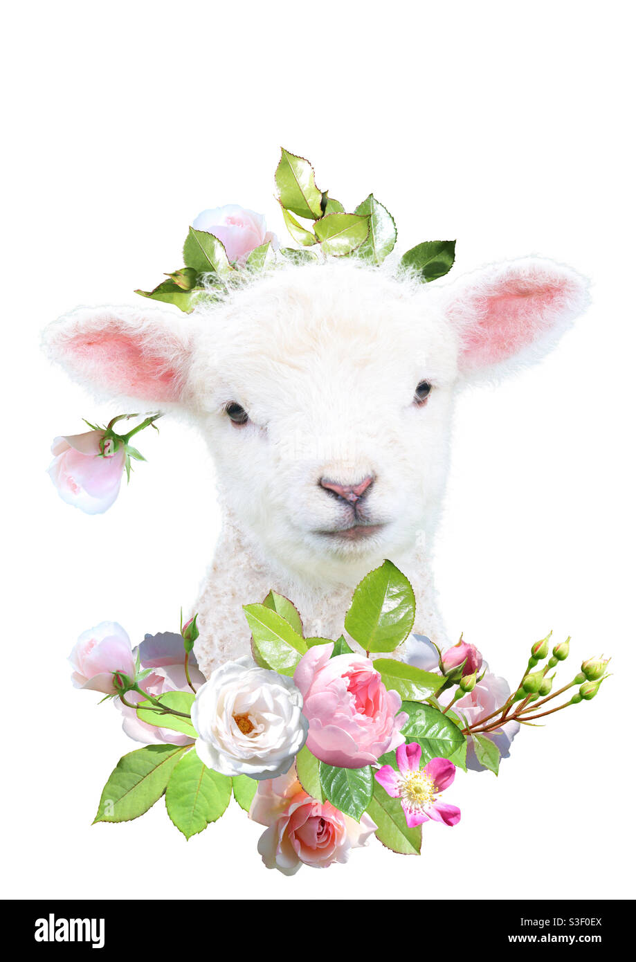 Real lamb hi-res stock photography and images - Alamy
