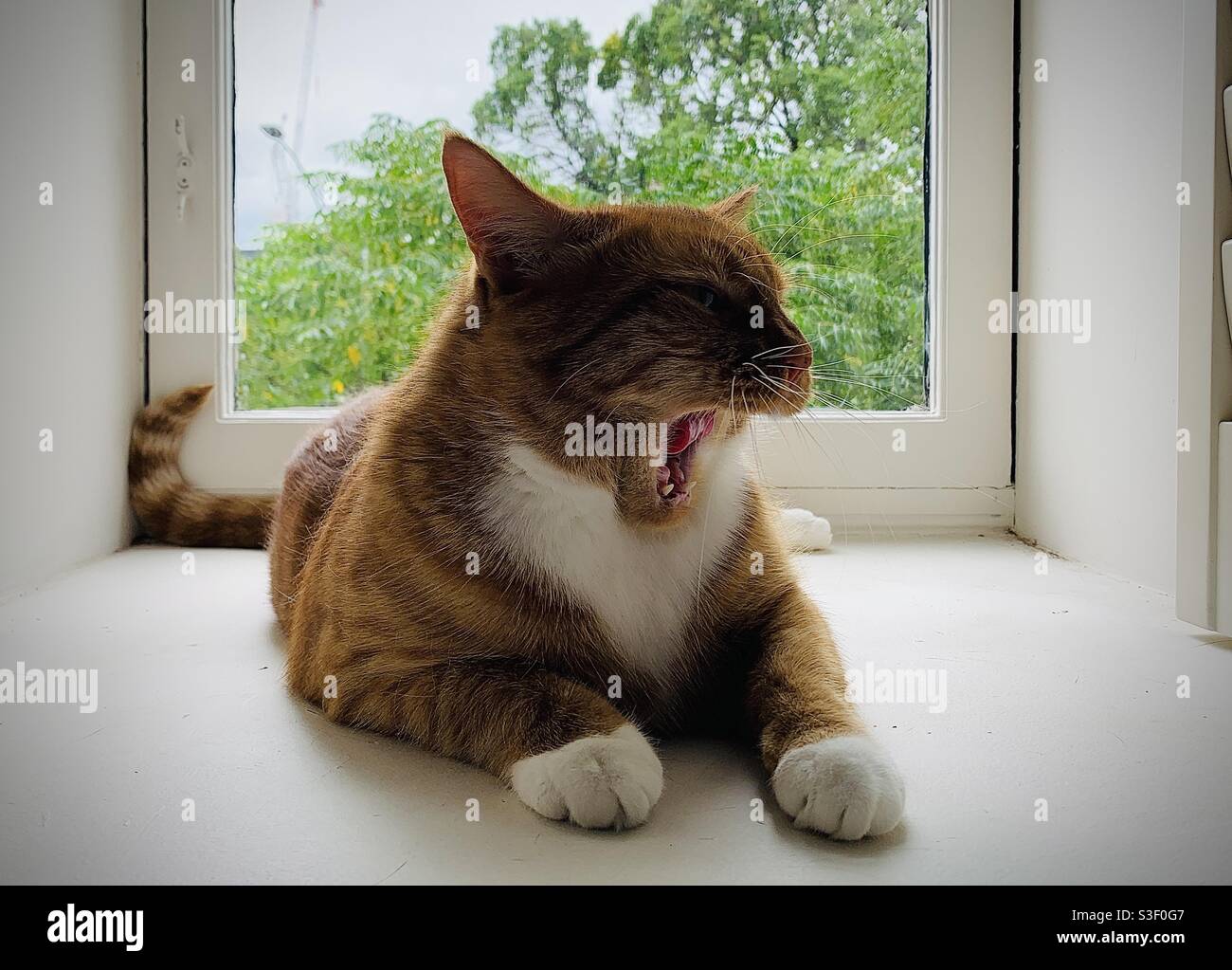 Fat ginger cat hi-res stock photography and images - Alamy