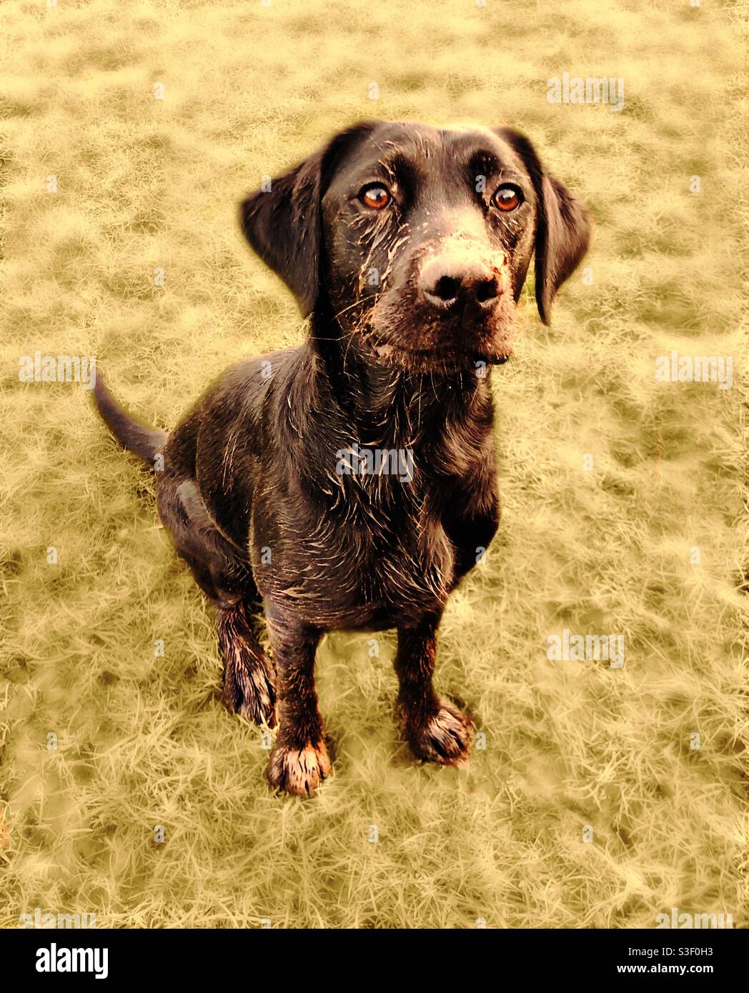 Playing in mud hi-res stock photography and images - Alamy