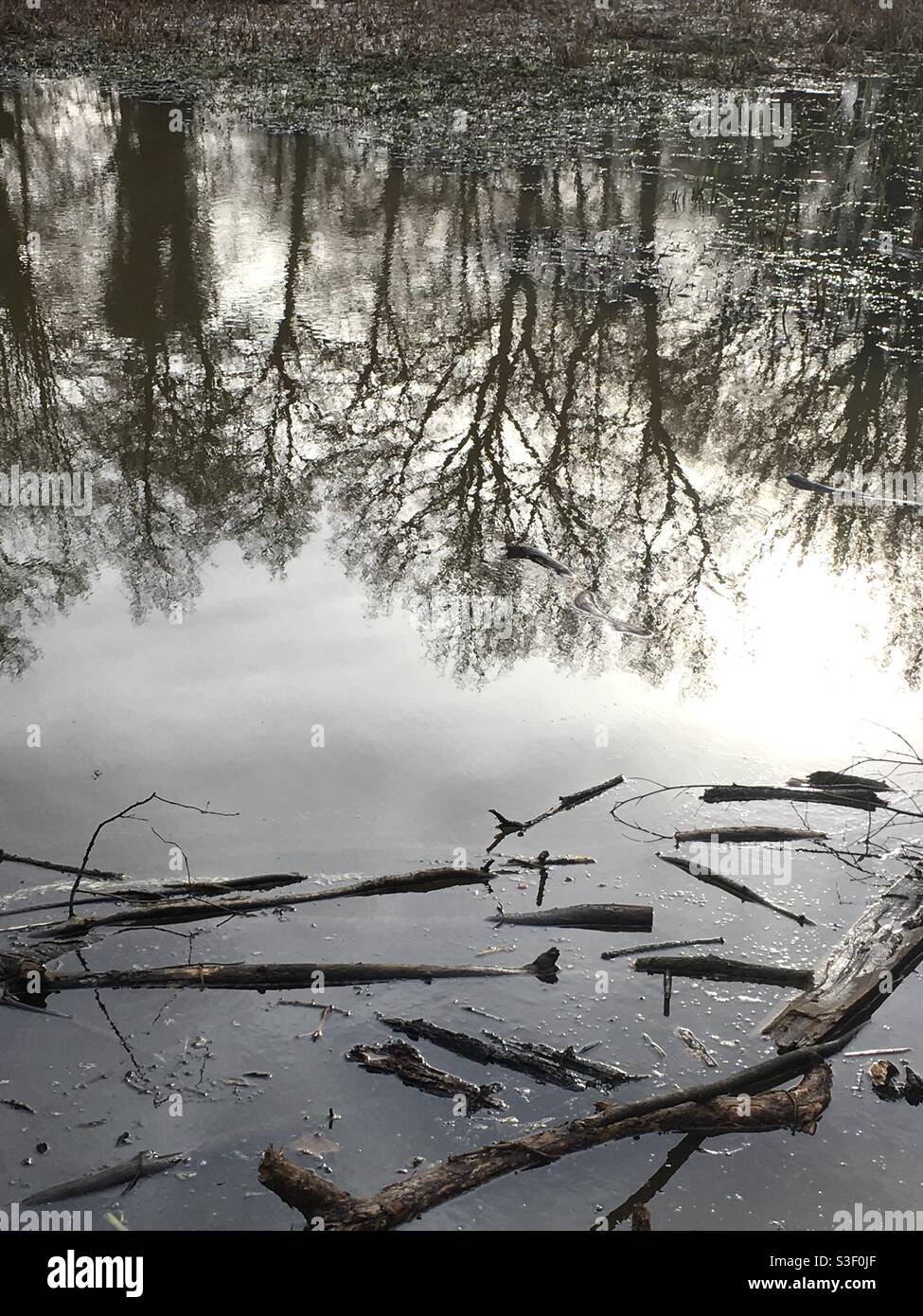 Tree reflections in pond, Chipperfield, Hertfordshire Stock Photo - Alamy