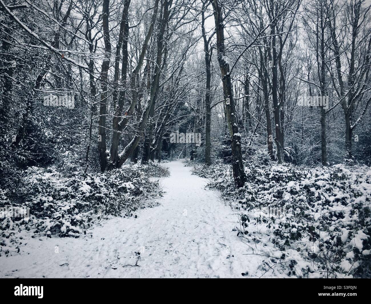 Snow in the woods, Chipperfield woods, Hertfordshire England Stock ...