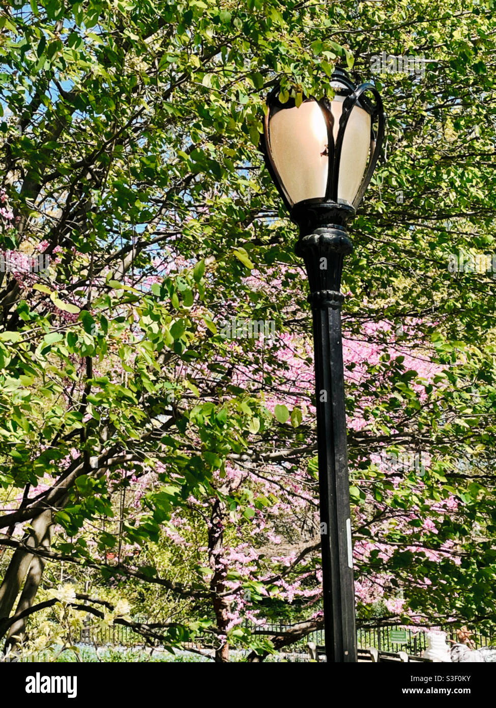A lamp post in central park stands in front of a red bud tree in full ...