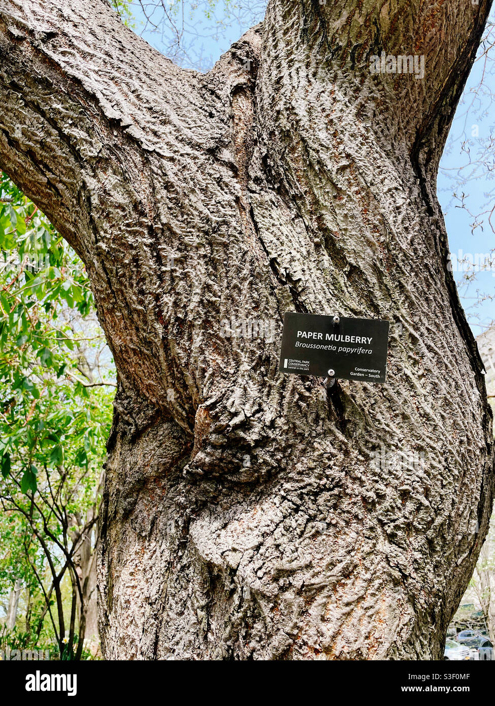 Tree trunk of a paper mulberry tree, central park, United States, New ...