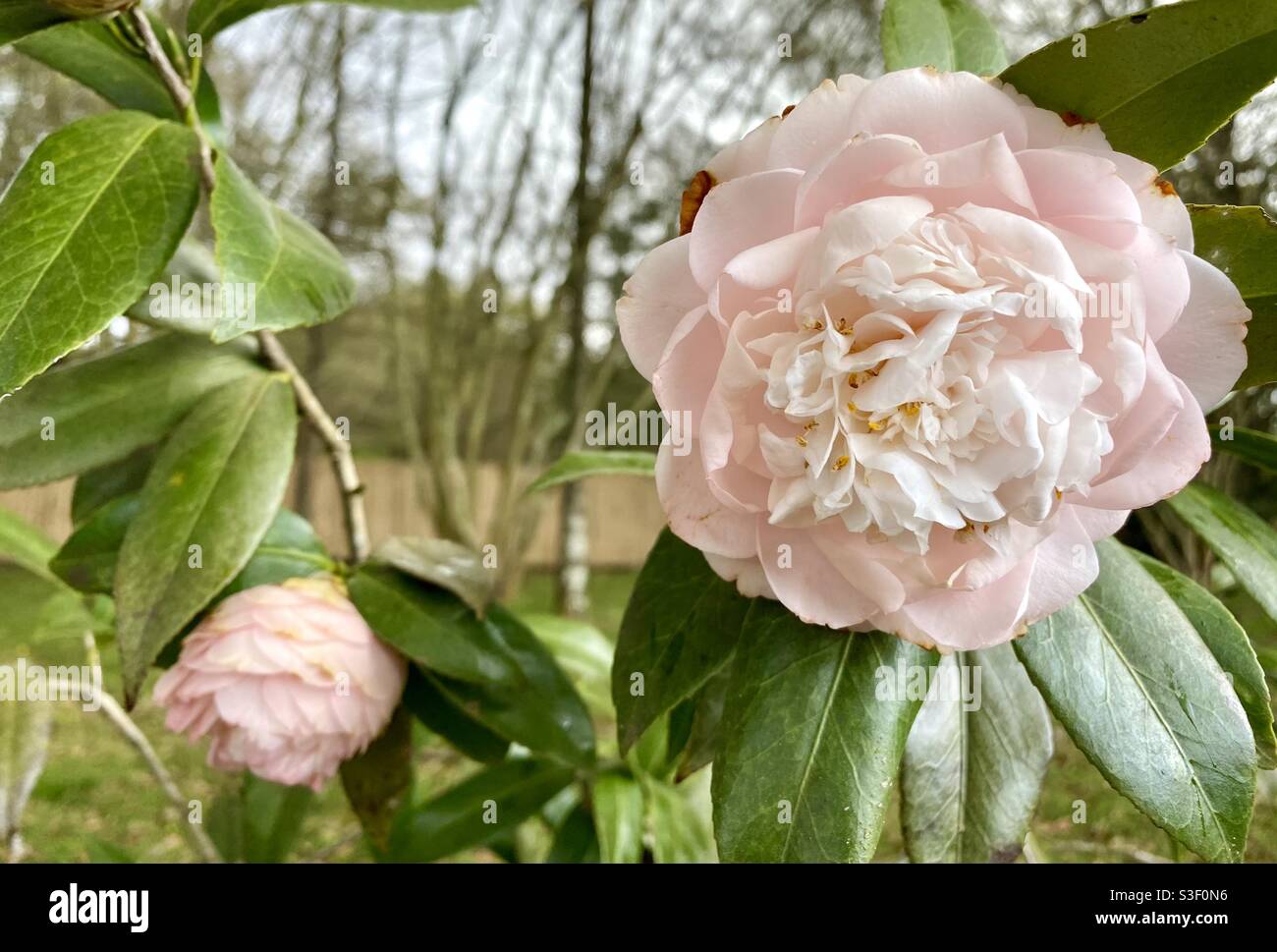 Pink double camellia hi-res stock photography and images - Alamy