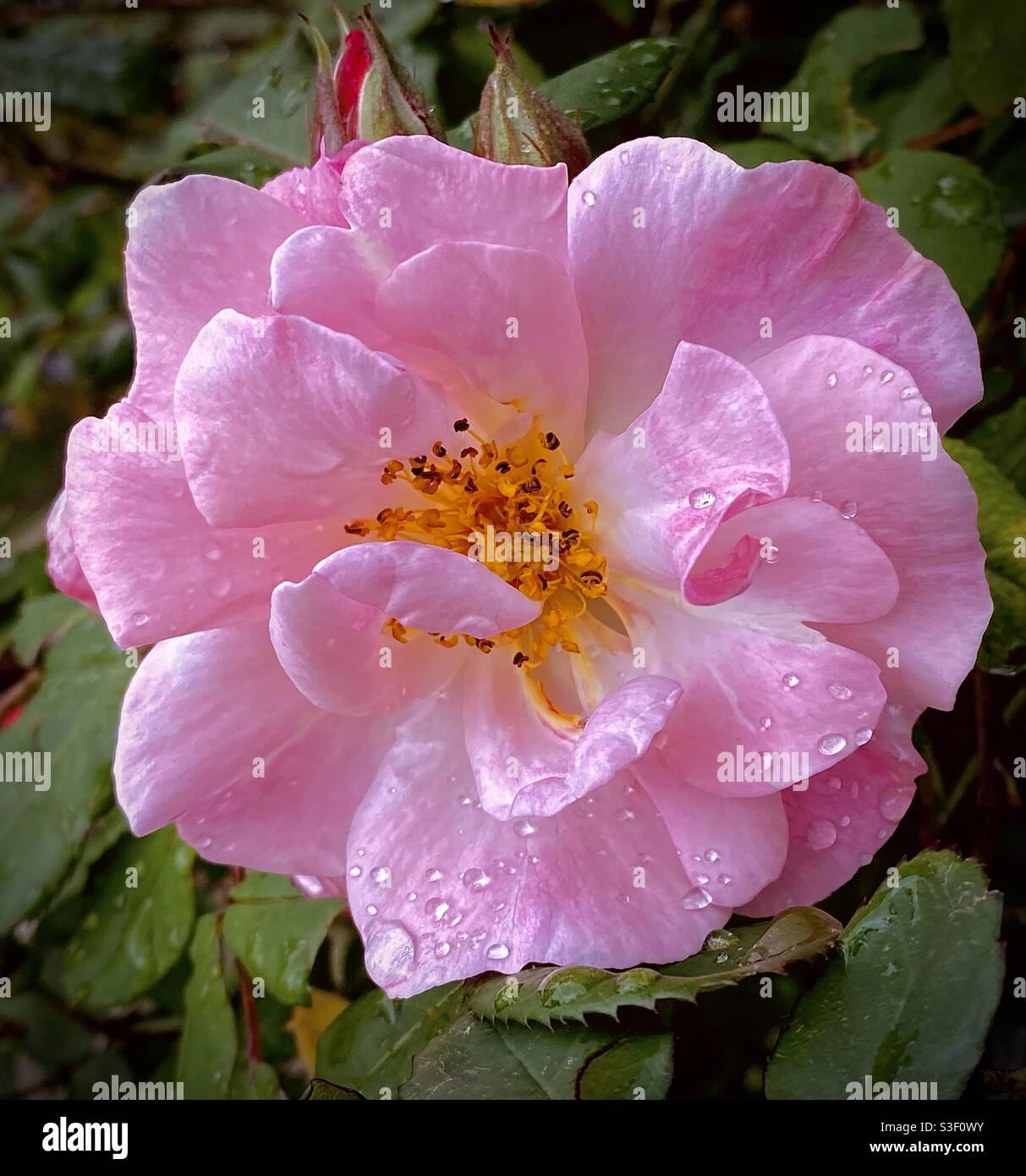 Rose flower with raindrops hi-res stock photography and images - Alamy