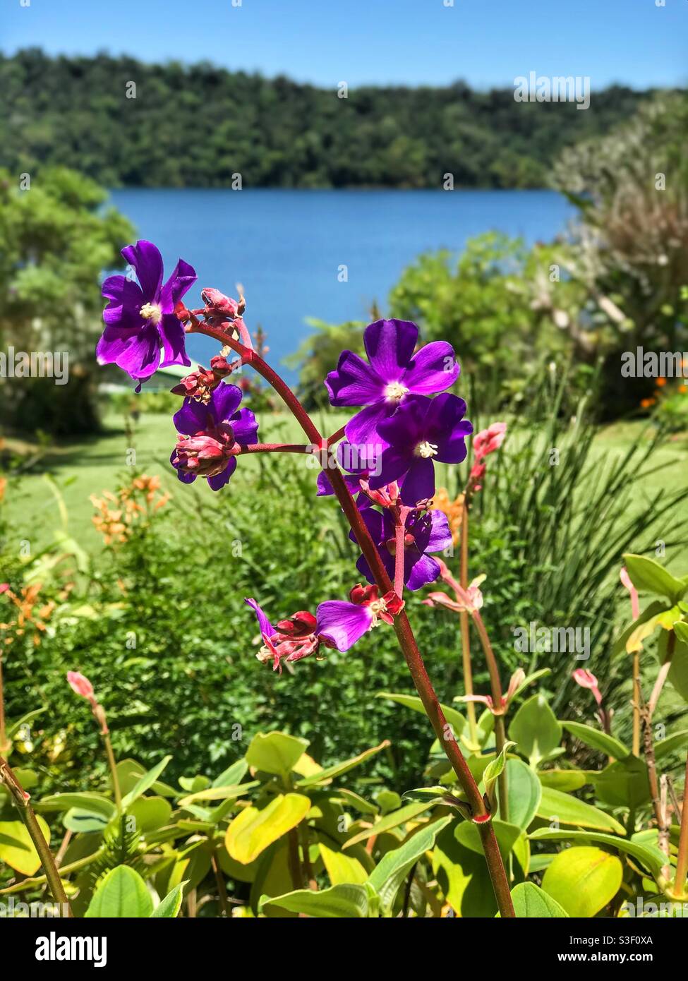 North queensland australia flowers hi-res stock photography and images ...