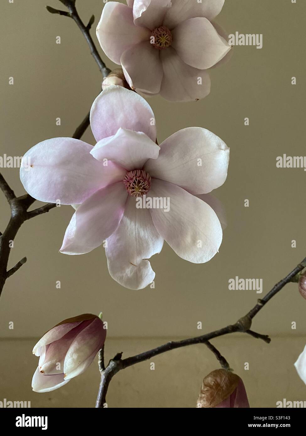 Cute magnolia hi-res stock photography and images - Alamy