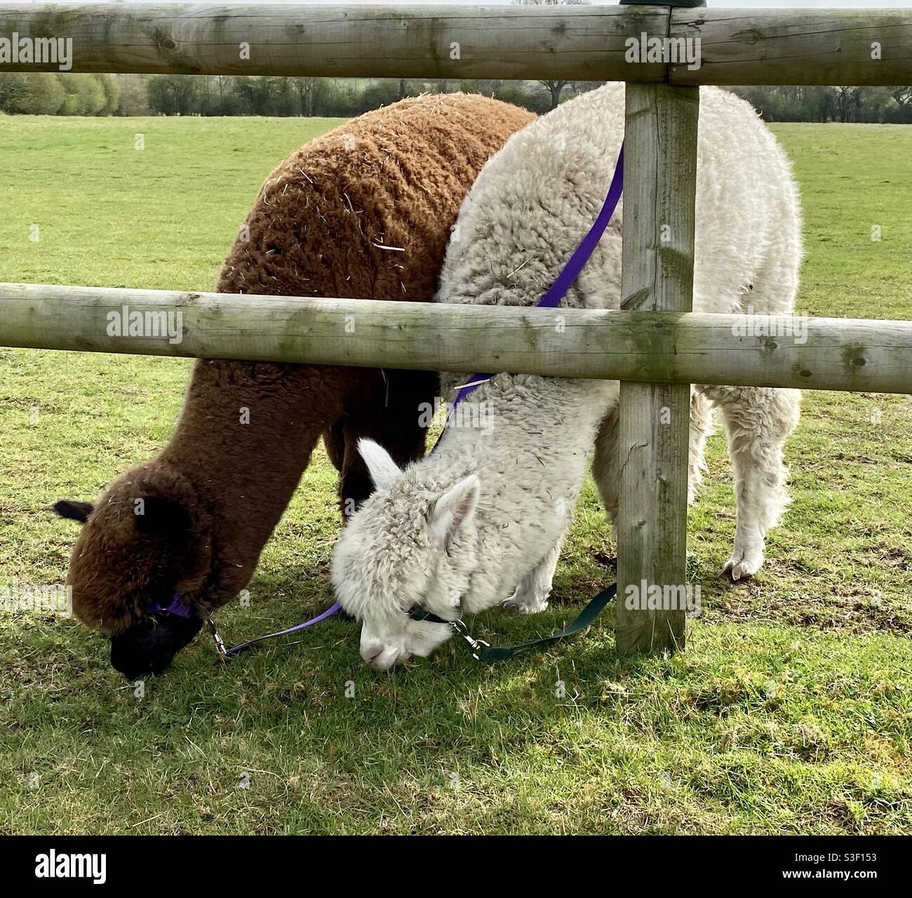 White and brown alpacas hi-res stock photography and images - Alamy