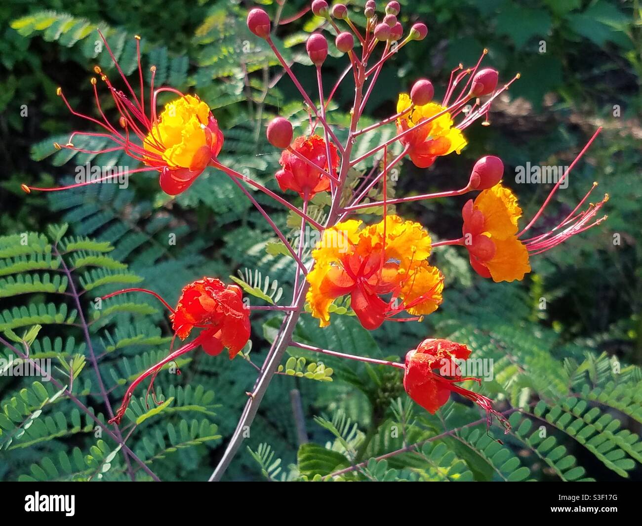 Barbados Pride High Resolution Stock Photography and Images - Alamy