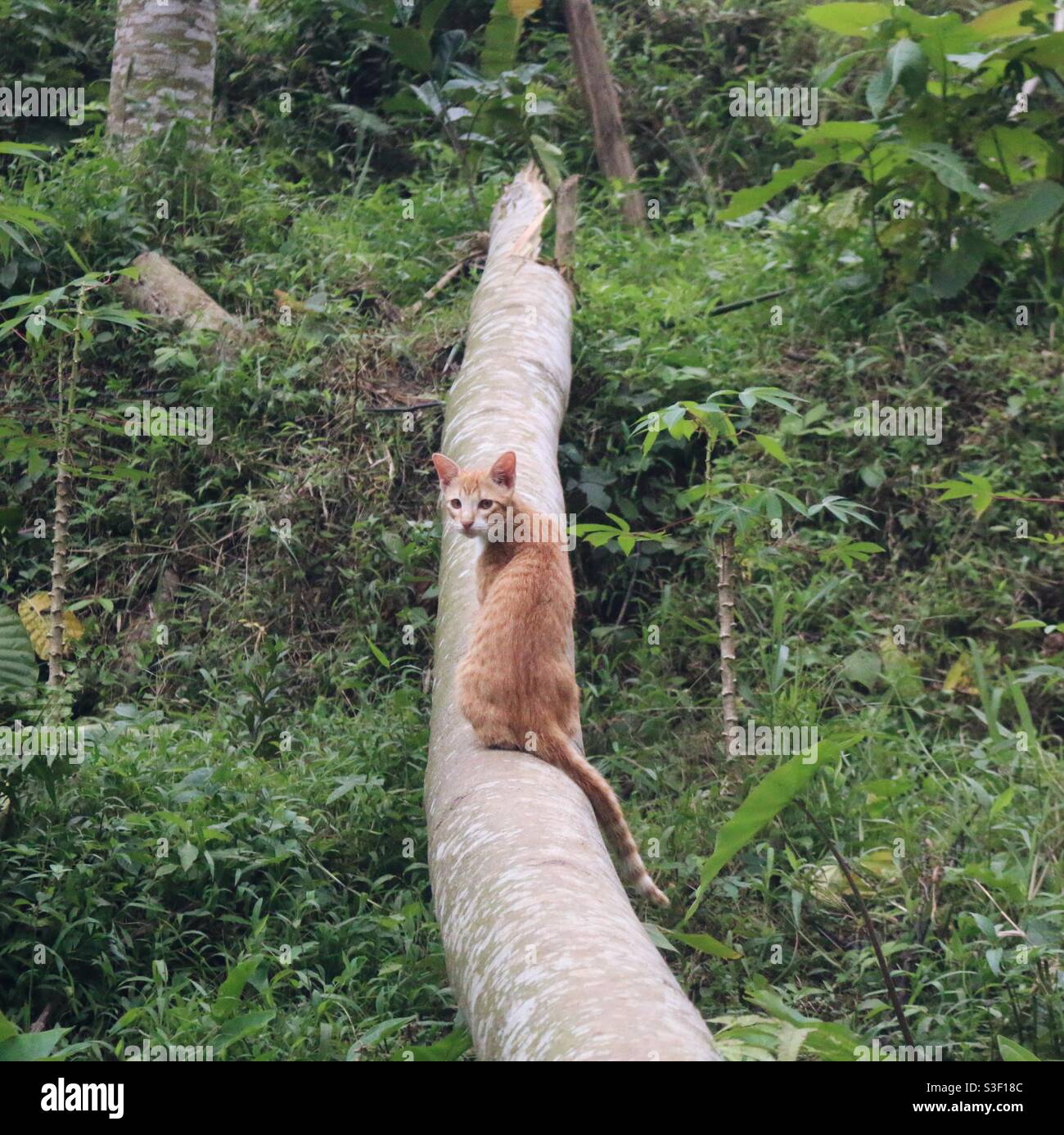 Orange cat on fallen tree in the jungle Stock Photo - Alamy