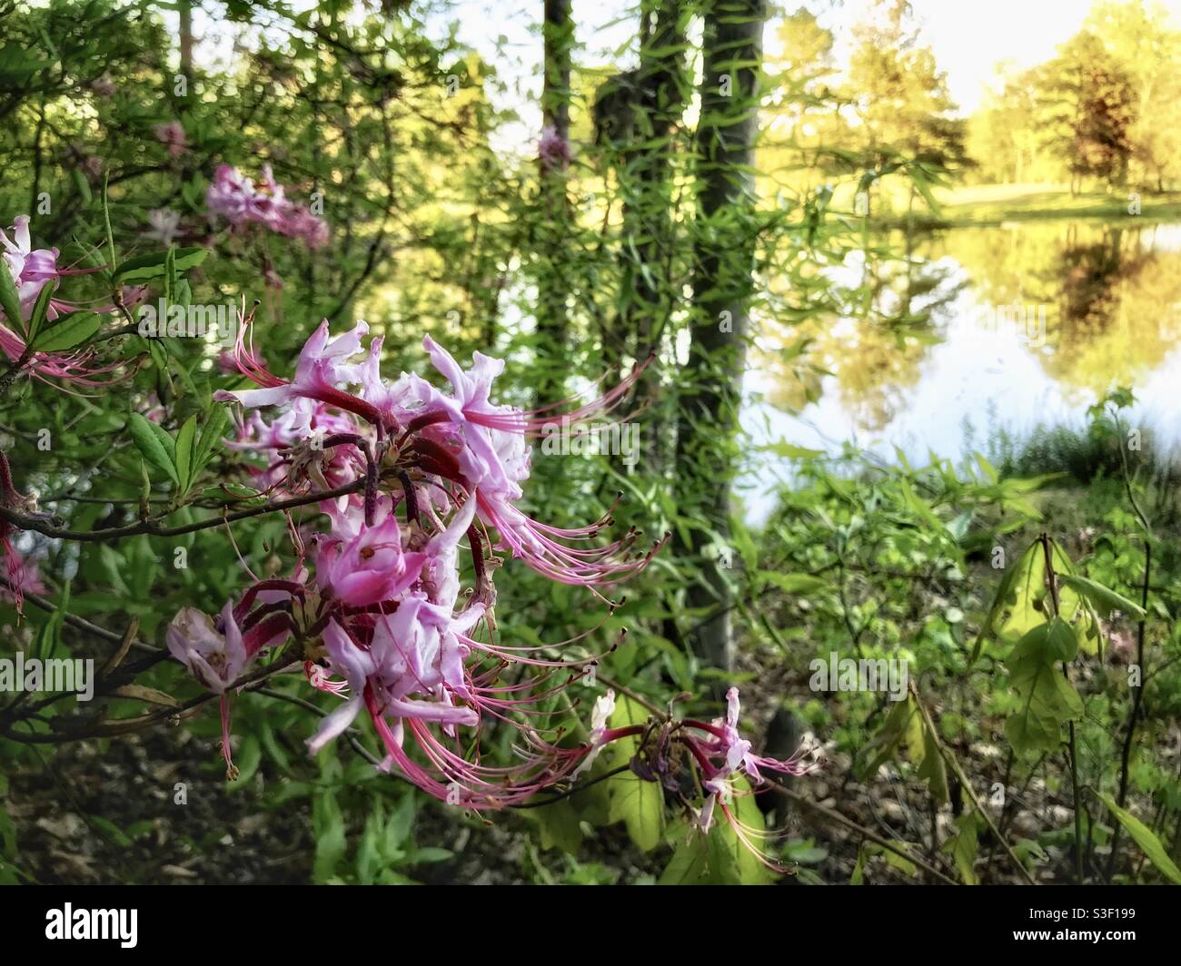 Wild azalea in the woods by a lake in spring, North Carolina Stock ...