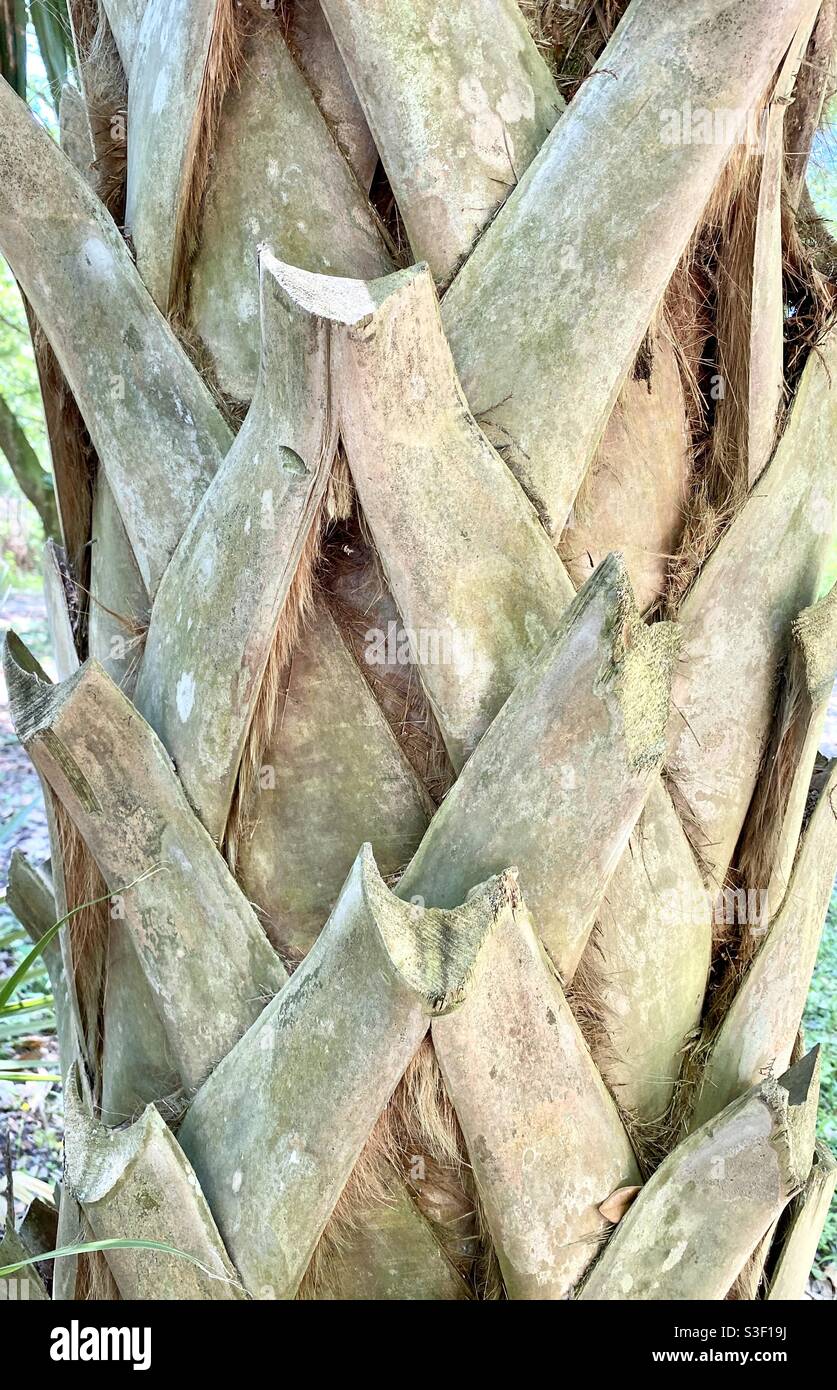 Palm tree bark hi-res stock photography and images - Alamy