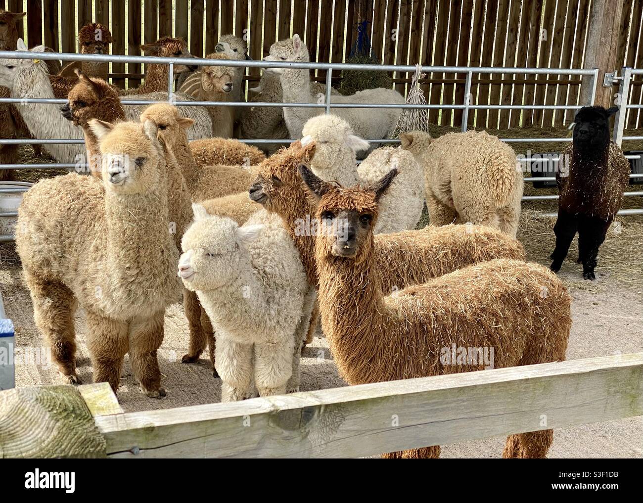 Alpaca herd hi-res stock photography and images - Alamy