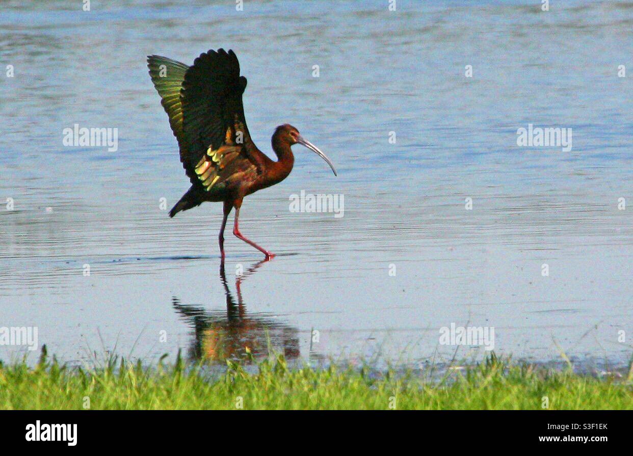 White-faced ibis, birds of North America Stock Photo - Alamy