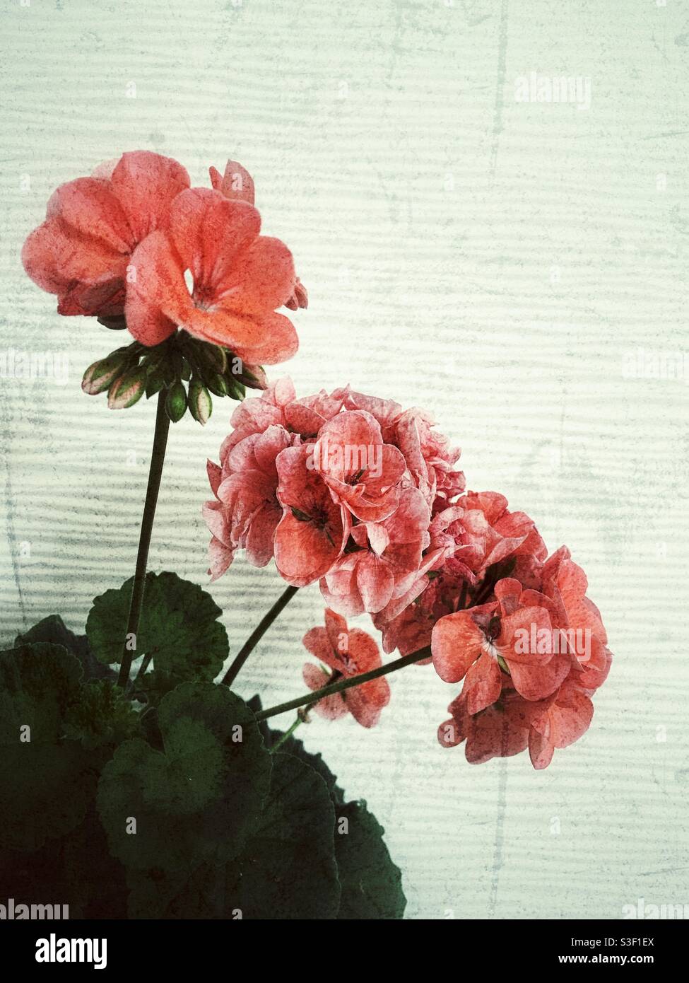 Orange geranium hi-res stock photography and images - Alamy