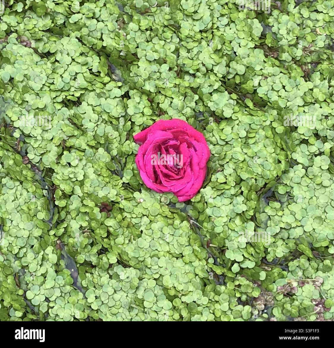Duckweed flower hi-res stock photography and images - Alamy