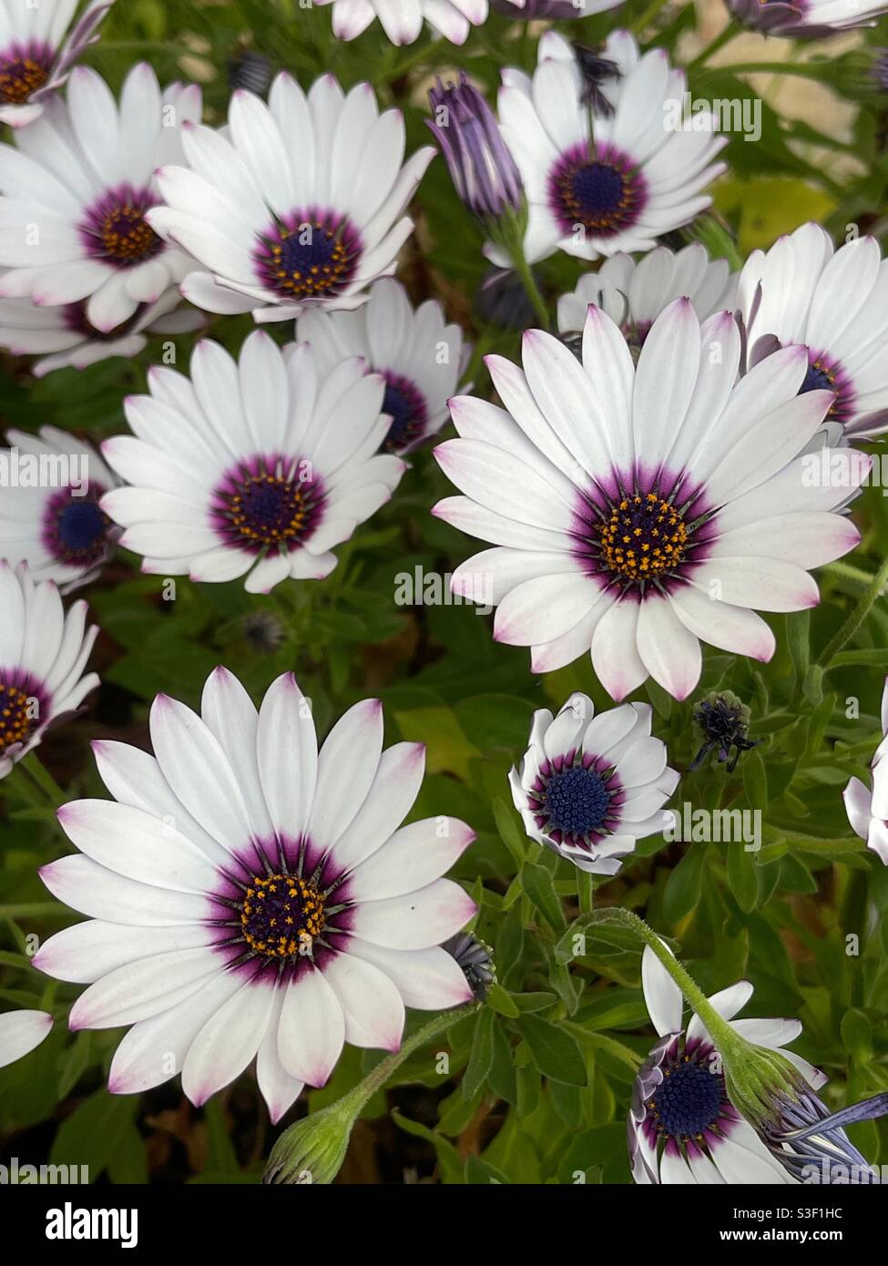 African daisies flowers hi-res stock photography and images - Alamy