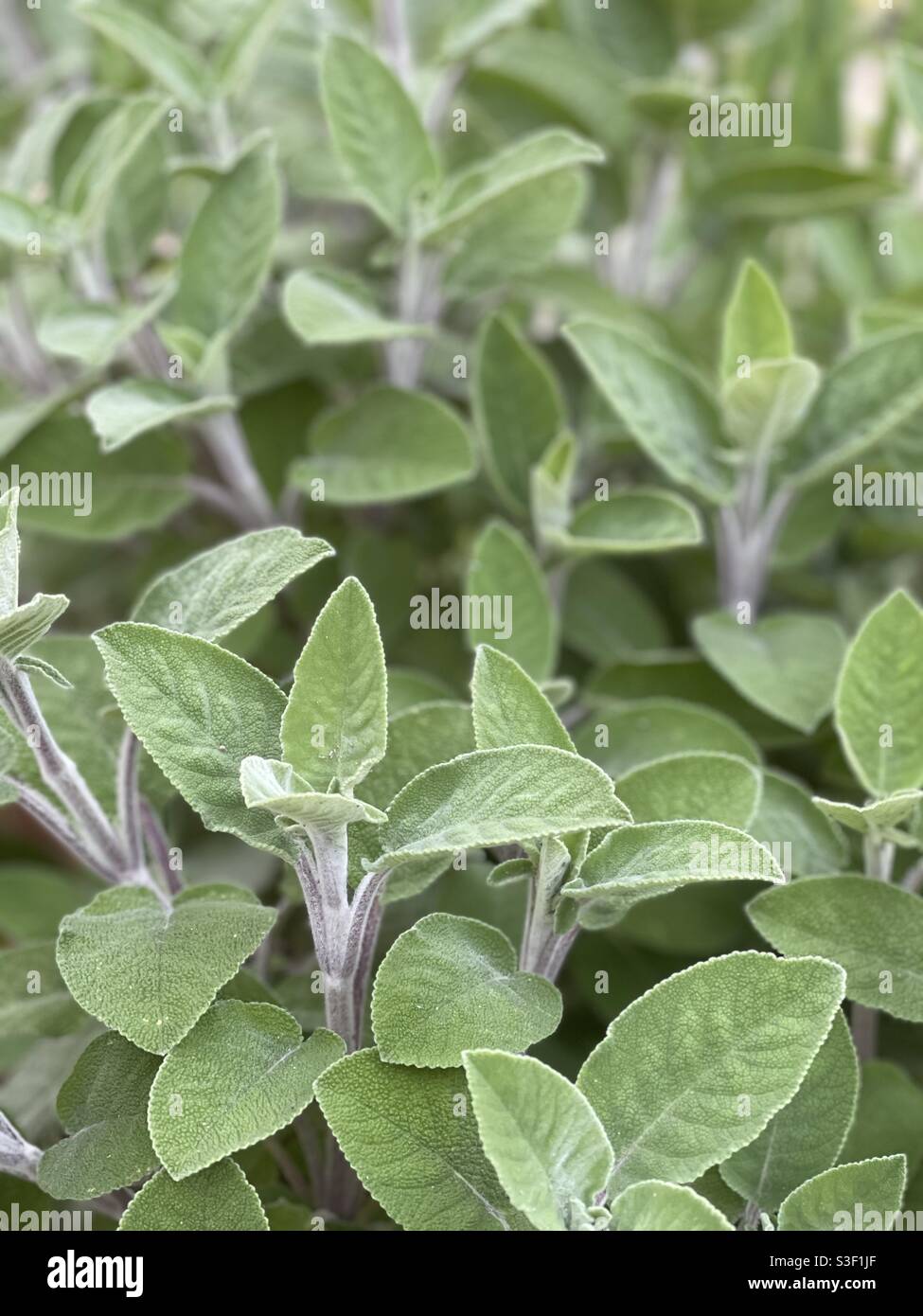Bio plants hi-res stock photography and images - Alamy