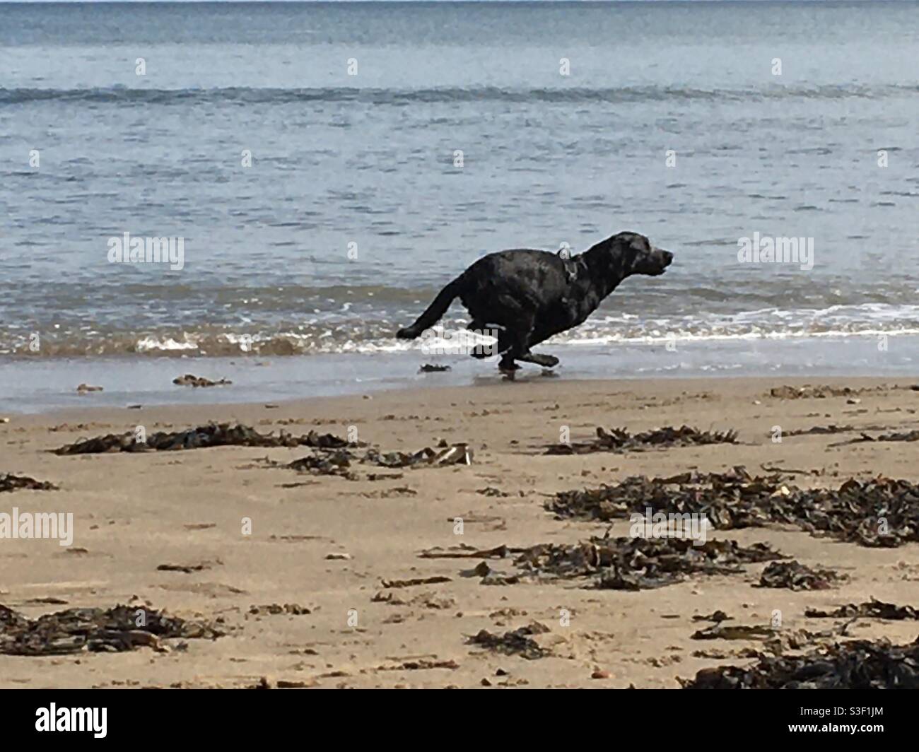 Black Dog Running On Beach High Resolution Stock Photography and Images ...