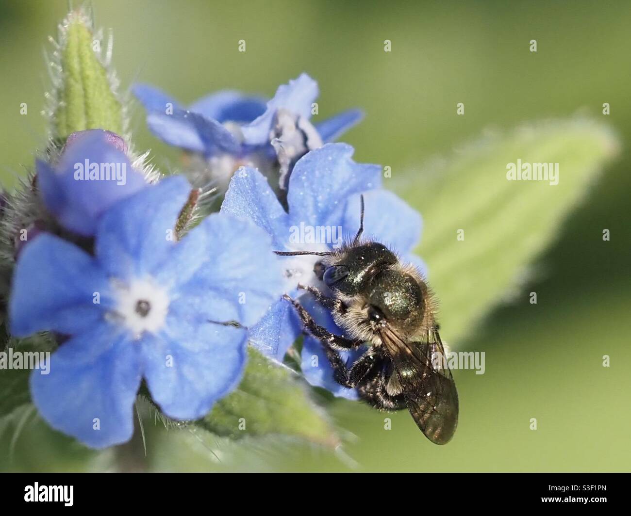 Bee species jacking nectar from tiny blue flowers in the beginning of ...