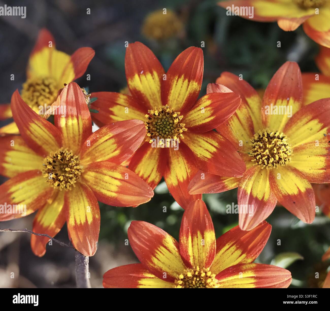 Macro flowers from the daisy family in vibrant reds and yellows Stock ...