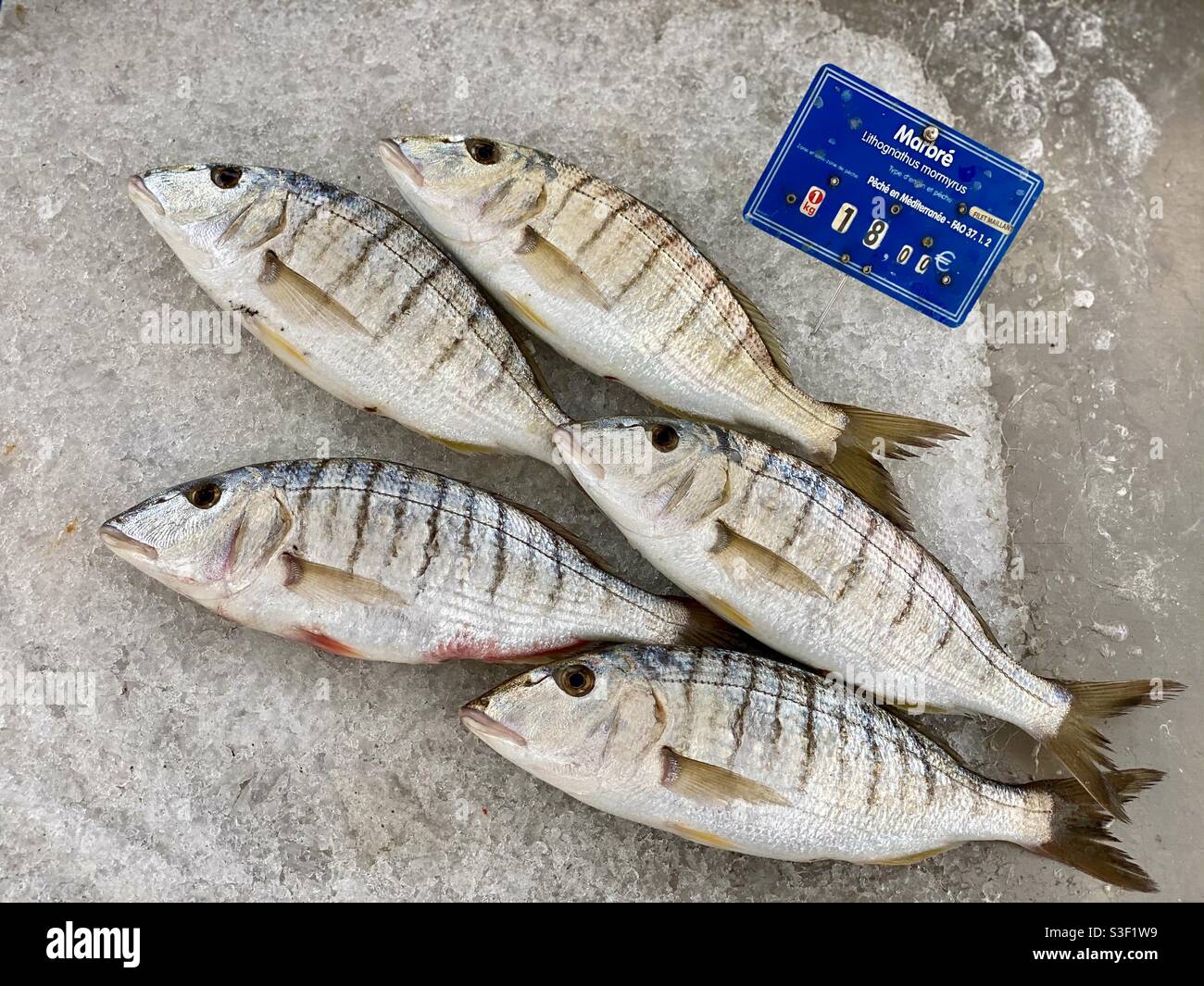 Marbled fish from the Mediterranean Sea - Marbré de Méditerranée Stock ...