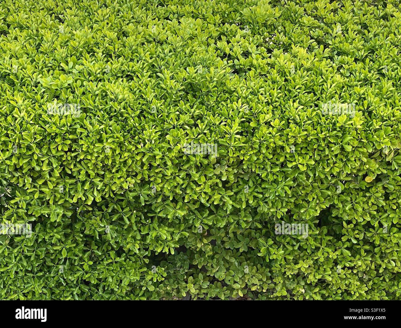 Green bush leafy texture Stock Photo - Alamy