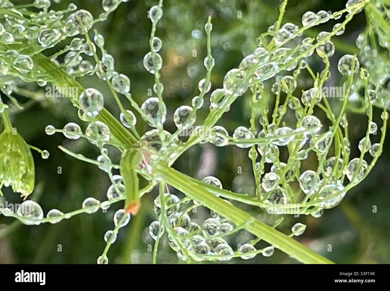 Water Droplets on plant Stock Photo - Alamy