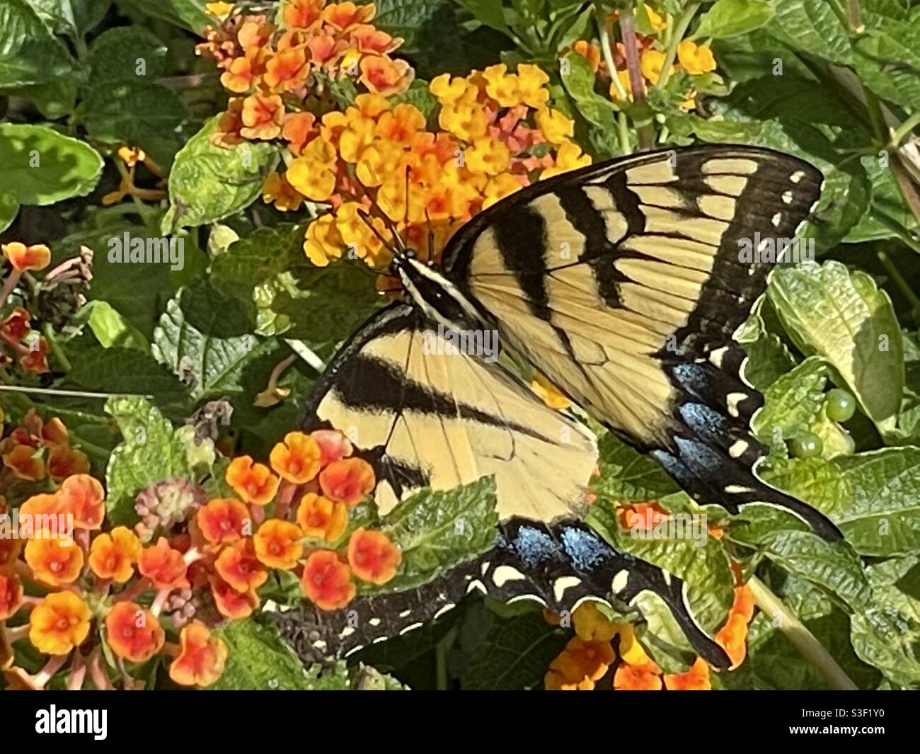 Eastern Swallow Tail butterfly Stock Photo - Alamy