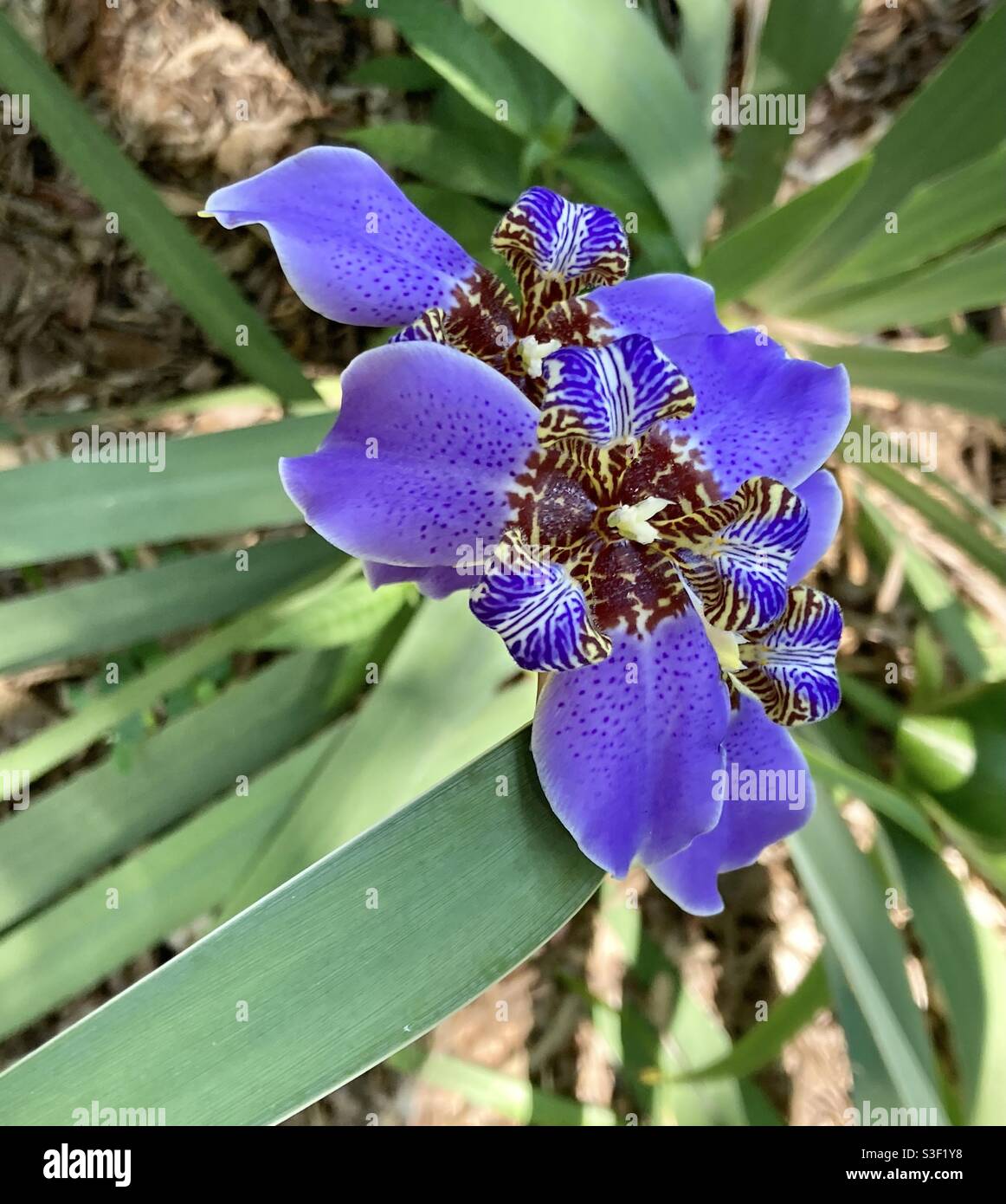 Leopard plant hi-res stock photography and images - Alamy