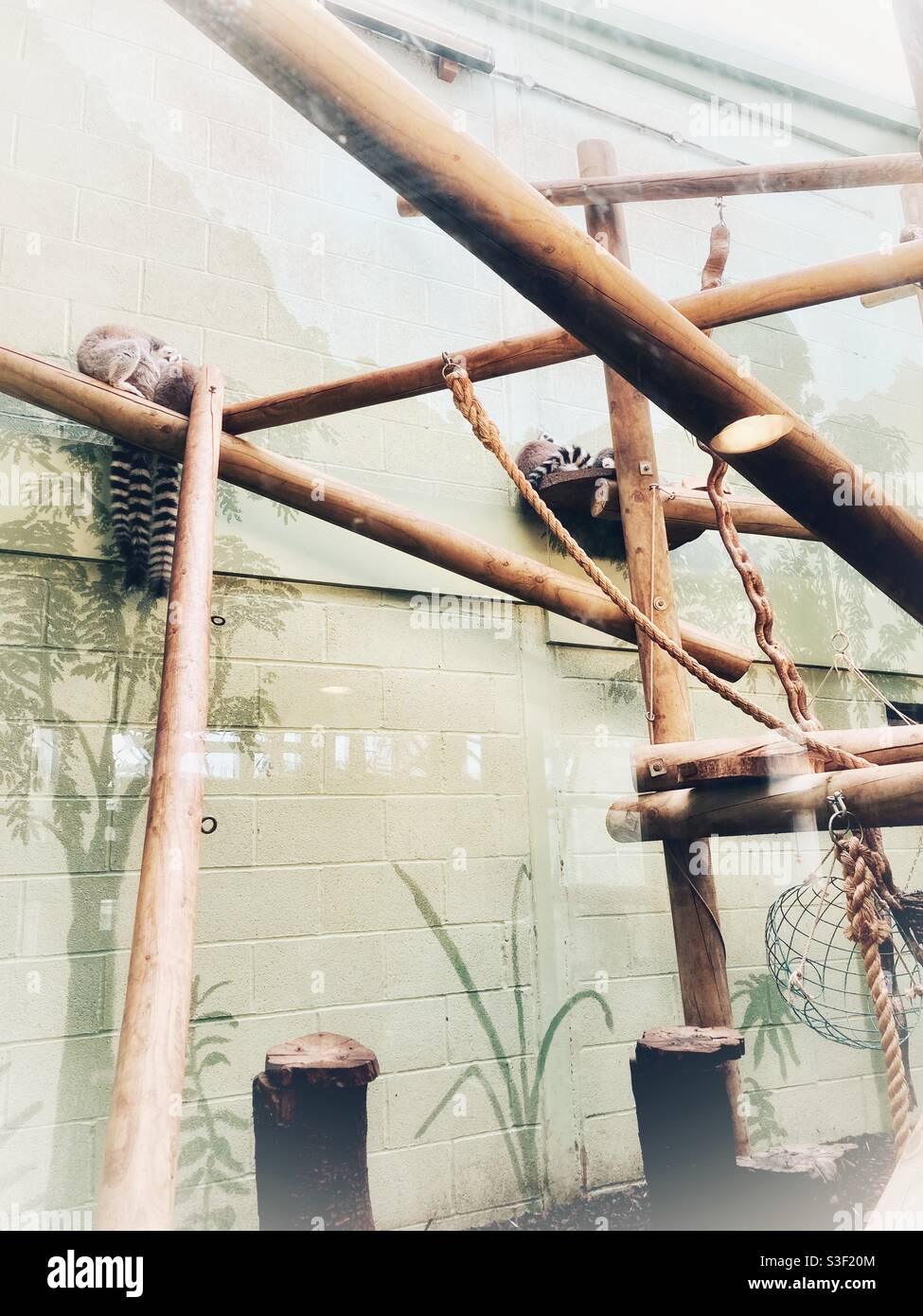 Ring-tailed lemurs - enclosure at Bristol Zoo, England, UK- April 2021 ...