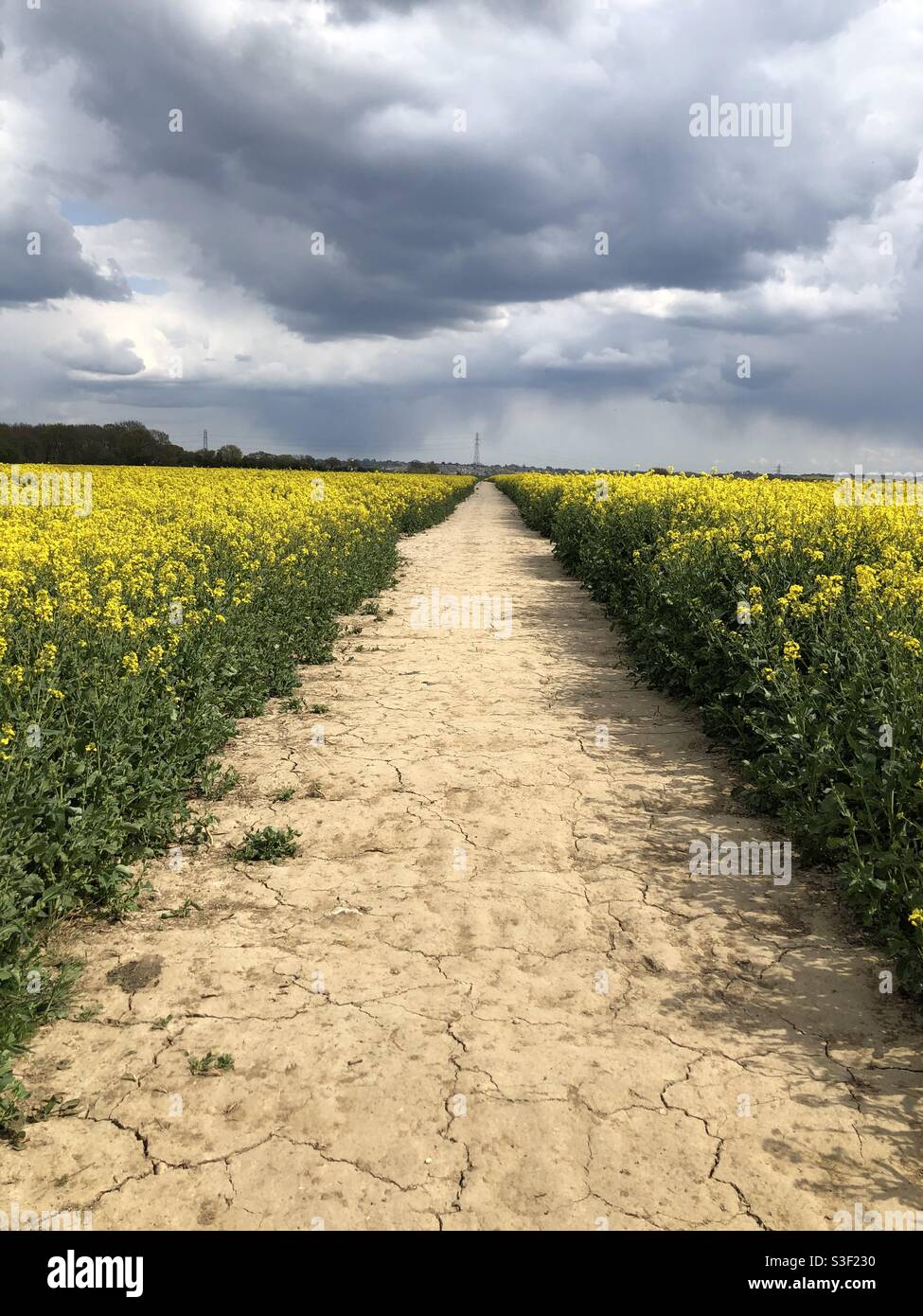 Walk across the rapeseed field Stock Photo - Alamy