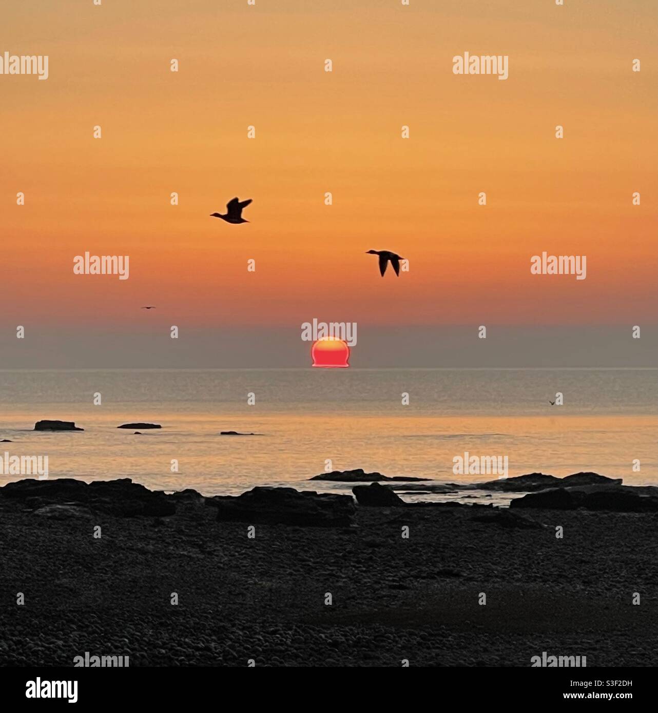 Devon ducks hi-res stock photography and images - Alamy