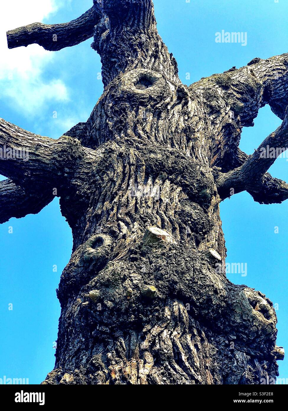 Weather beaten trunk hi-res stock photography and images - Alamy