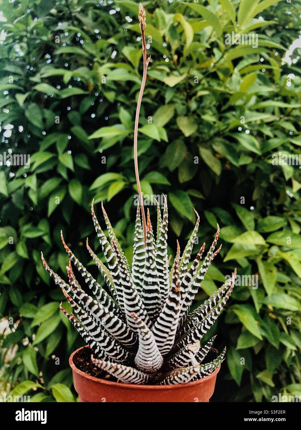 Striped aloe Vera agains green leafy background Stock Photo - Alamy