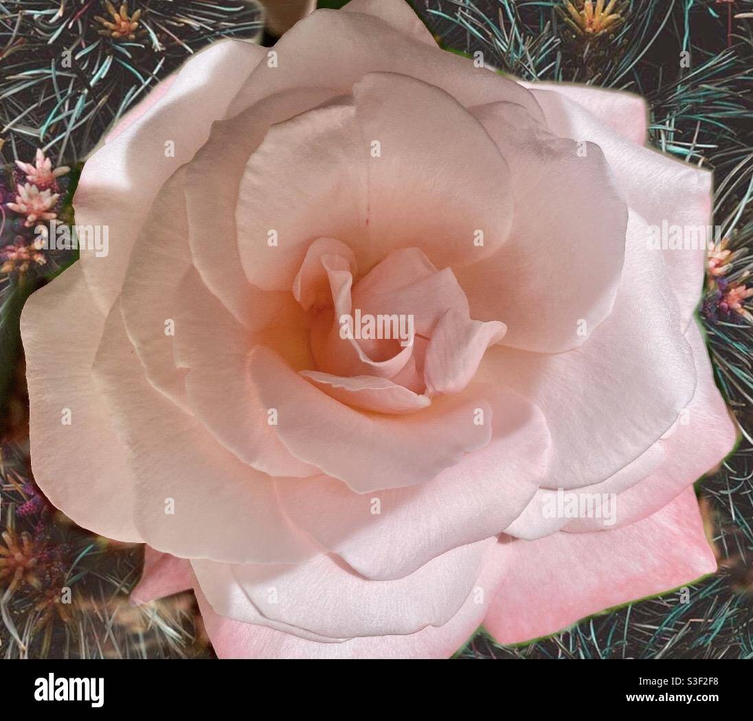 Rose design hi-res stock photography and images - Alamy